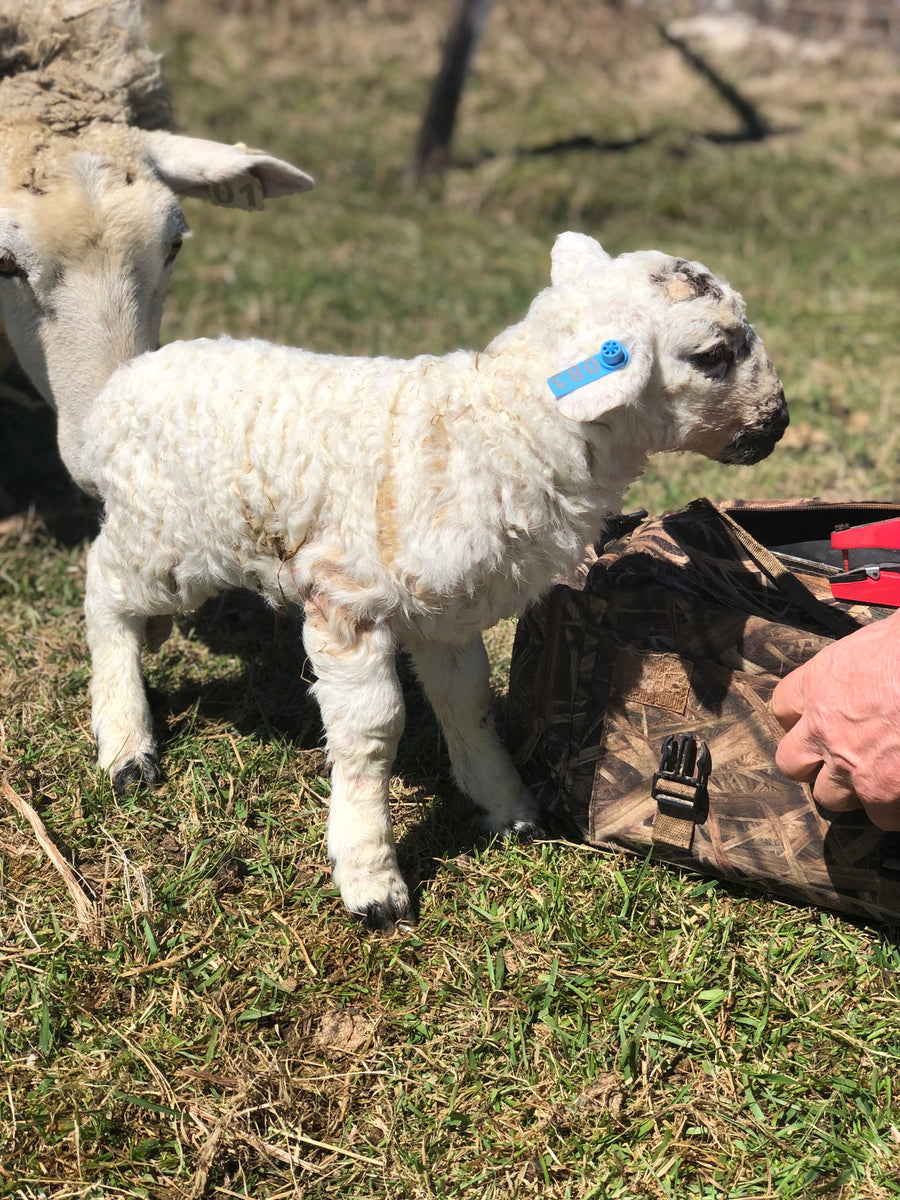 Farm Tales: Daniel the Devil – Maritime Family Fiber
